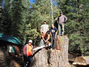 About - Koala Tree Care Santa Cruz Tree Services